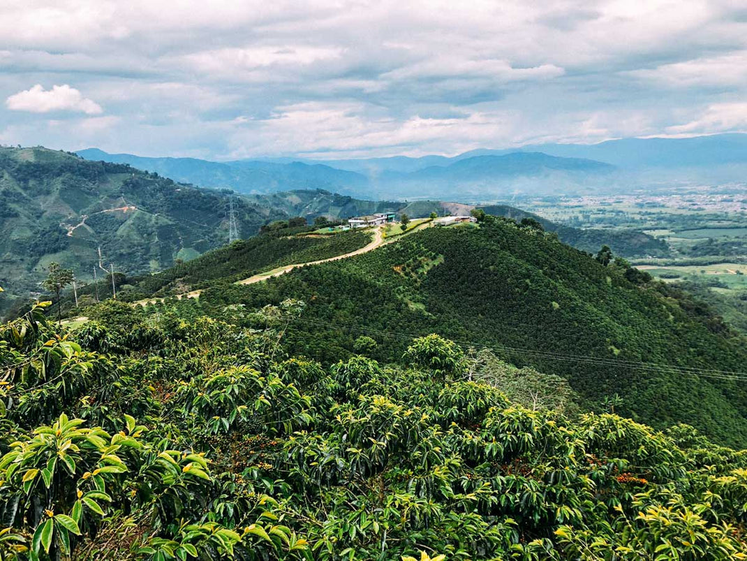 Colombia washed speciality coffee – Horsham Coffee Roaster