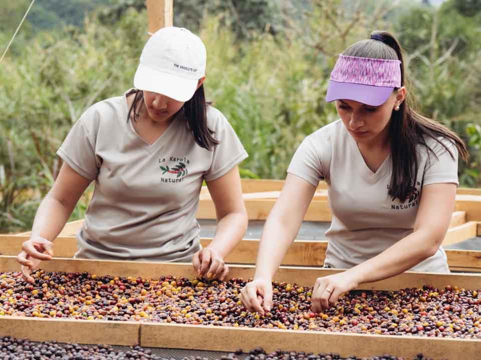 Costa Rica La Karola yellow catuai | Speciality coffee from Costa Rica ...