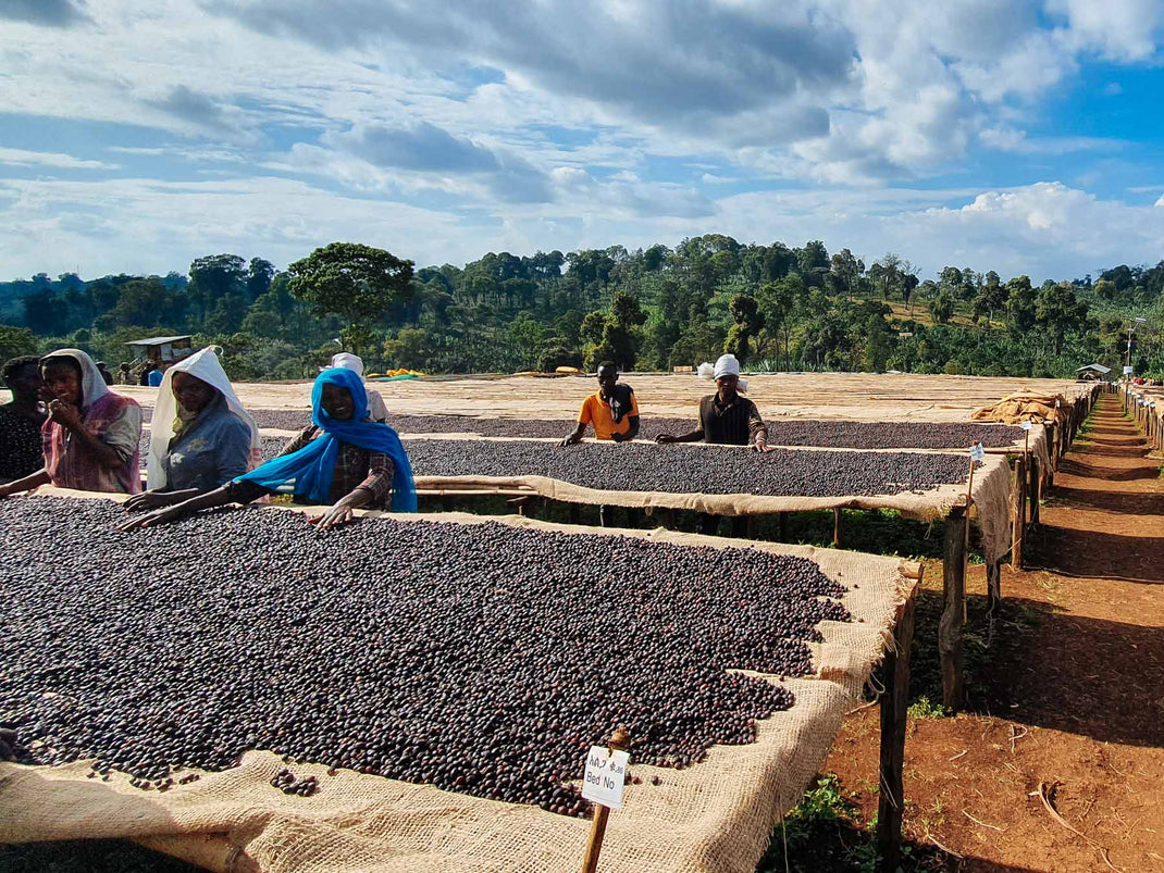 Ethiopia Damo natural processed coffee – Horsham Coffee Roaster