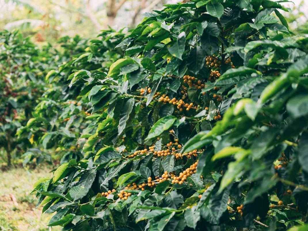 Peru - El Laurel washed coffee – Horsham Coffee Roaster